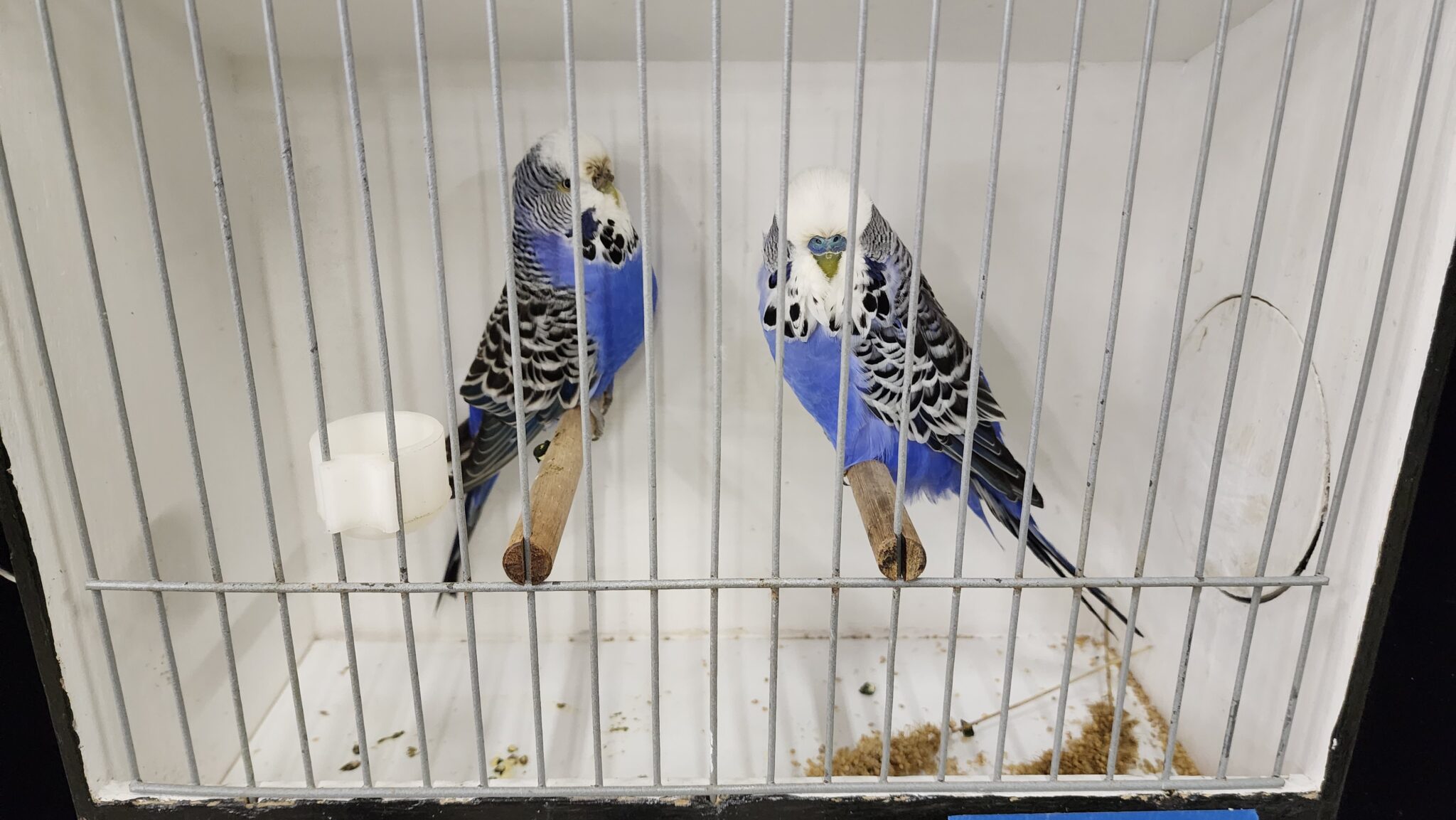 2025 Bird Expo Birds P1 - Hervey Bay Bird Club Inc.