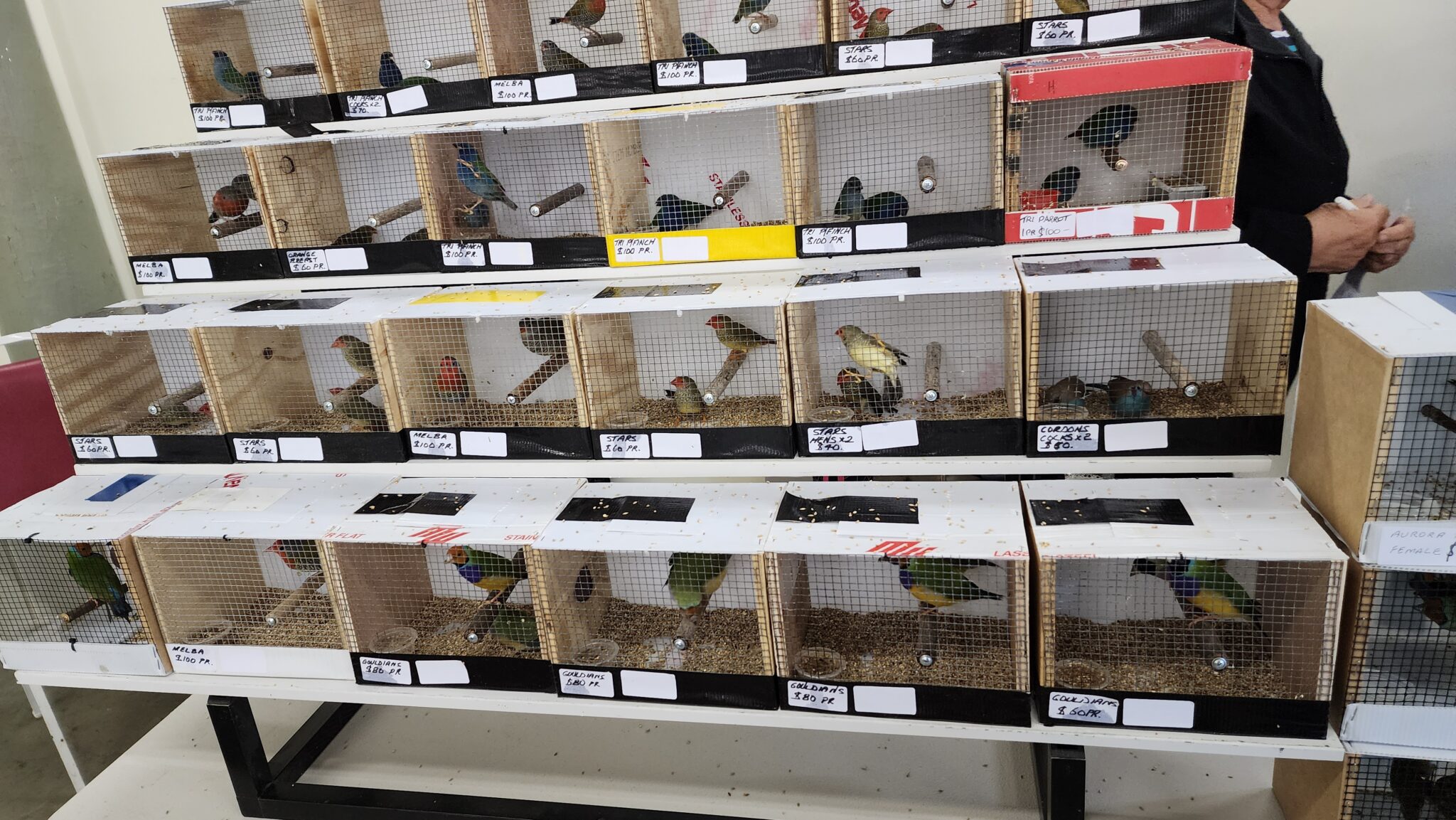 2025 Bird Expo Birds P1 - Hervey Bay Bird Club Inc.