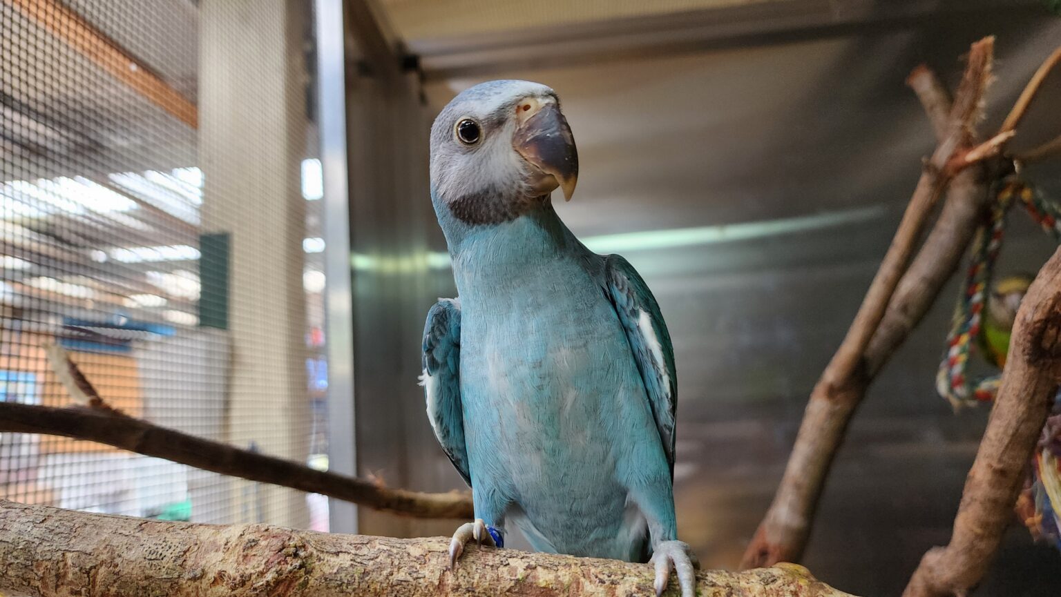 10th Annual Bird Expo - Hervey Bay Bird Club Inc.