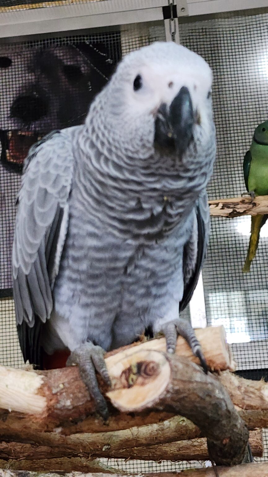 10th Annual Bird Expo - Hervey Bay Bird Club Inc.