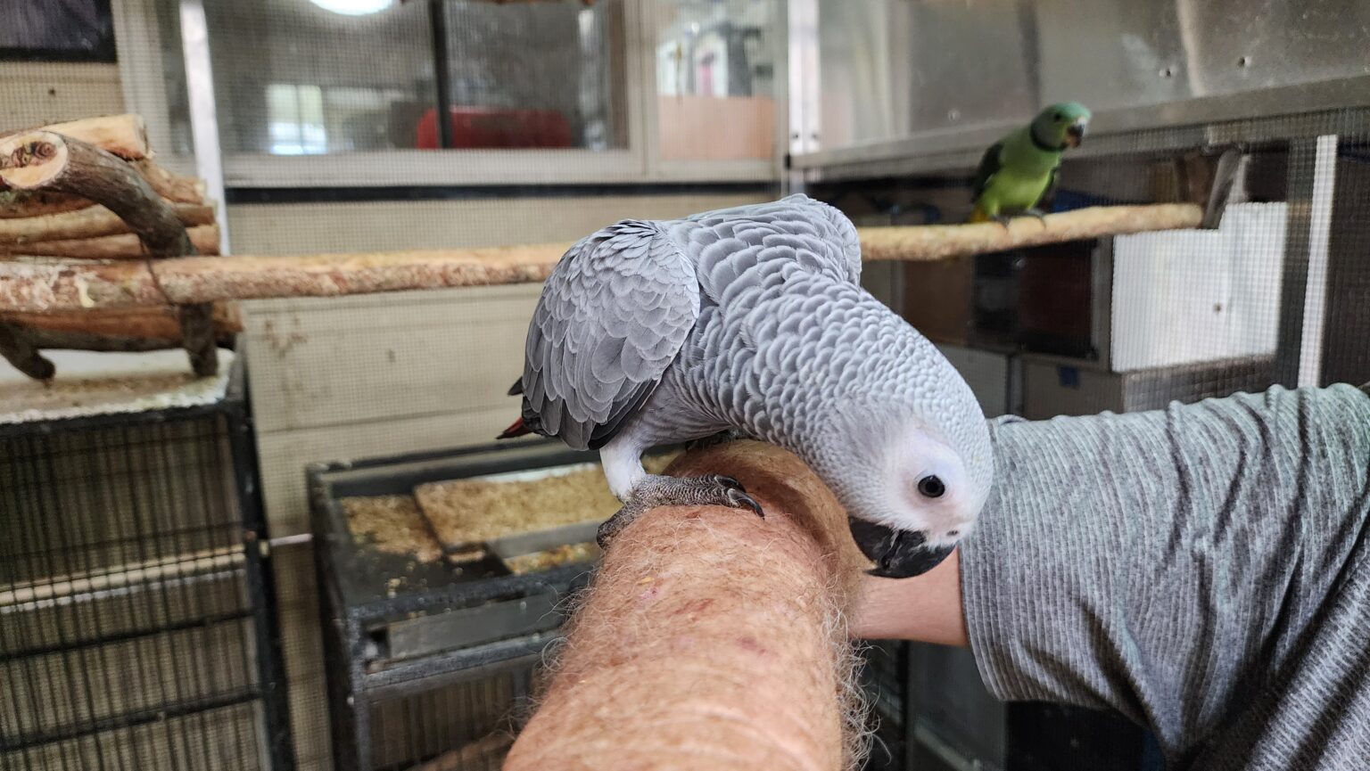 2025 Bird Expo Birds P1 - Hervey Bay Bird Club Inc.